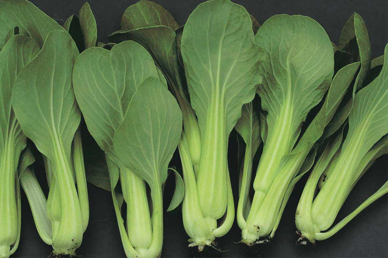 Mei Quing Choi Seeds 40 Days | T&T Seeds