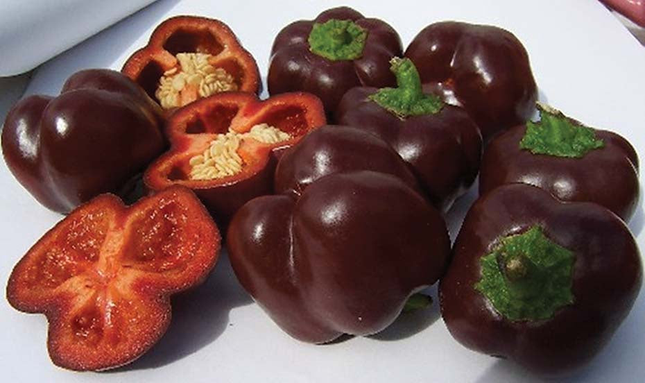 Chocolate Bell Pepper Seeds - 75 Days | T&T Seeds