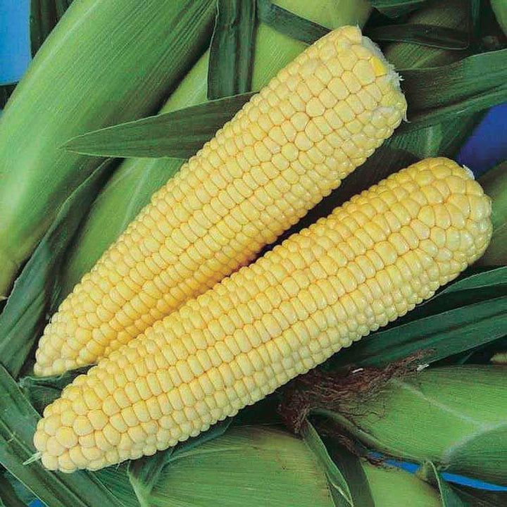 Mais – T&T Seeds