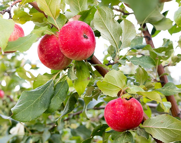 Dwarf Apple Kandy Crisp Tree | T&T Seeds