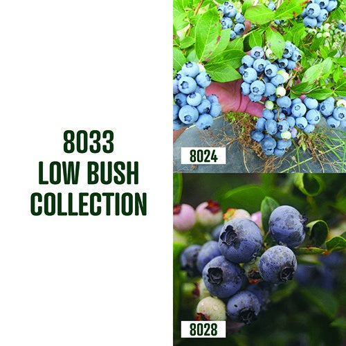 Low Bush Blueberry Collection 2 Plants | T&T Seeds
