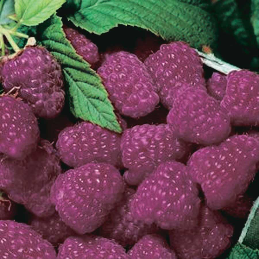 Raspberry Royalty Purple Raspberry Plants | T&T Seeds