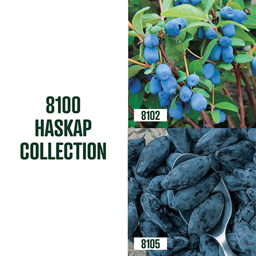 Boreal Haskap Collection - 2 Hardy Plants | T&T Seeds