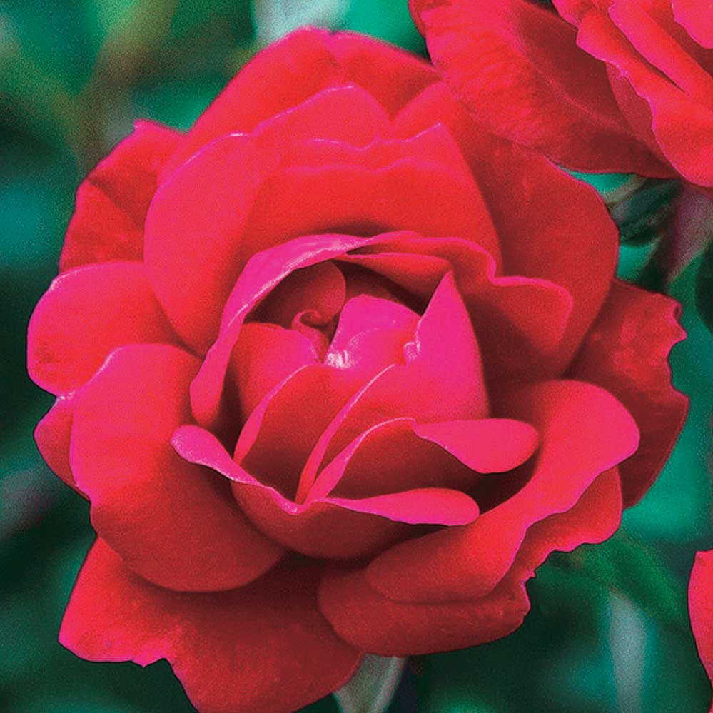 Canadian Shield Rose - Hardy Red Blooms | T&T Seeds