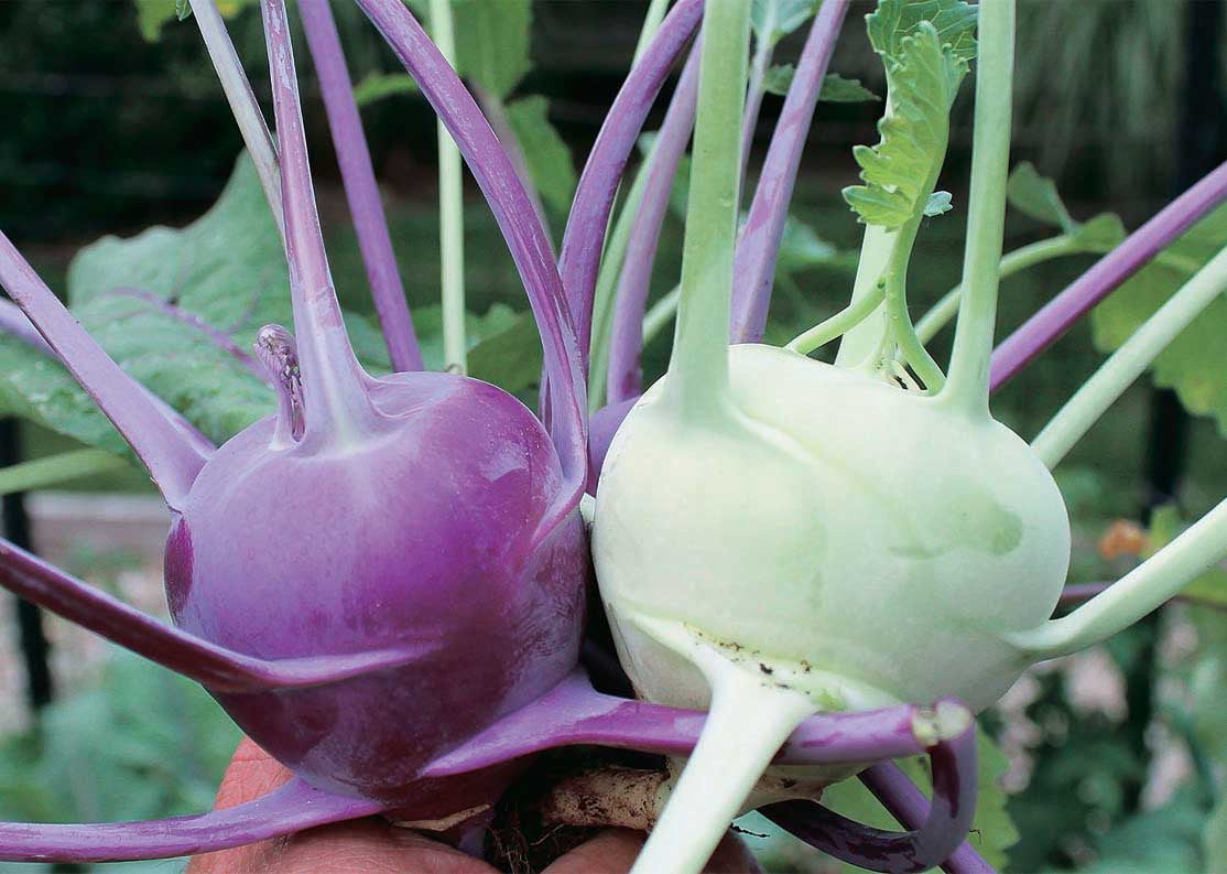 Kohlrabi Early White Vienna Heirloom Seeds | T&T Seeds