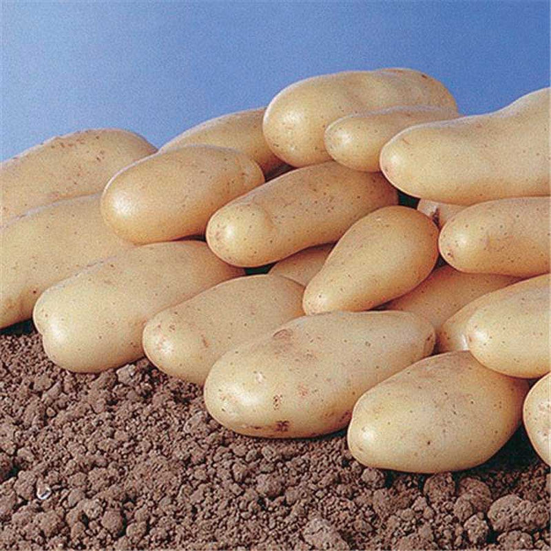 Bellanita Potato Sets - Early Fingerling | T&T Seeds
