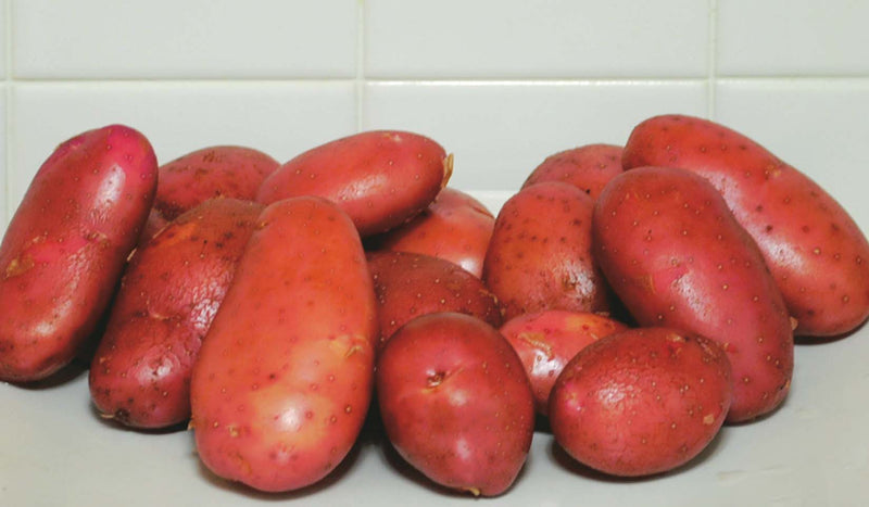 Fingerling Seed Potatoes - Red Skin Variety | T&T Seeds