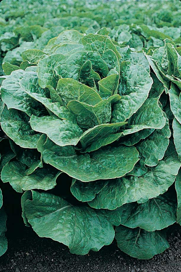 Romulus Romaine Lettuce Seeds (70 Days) | T&T Seeds