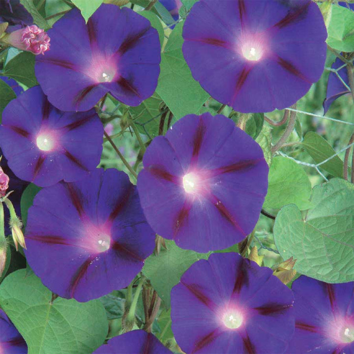 Shrubs, Trees and Vines – T&T Seeds