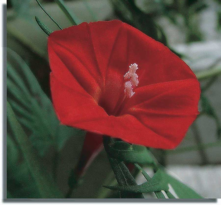 Shrubs, Trees and Vines – T&T Seeds