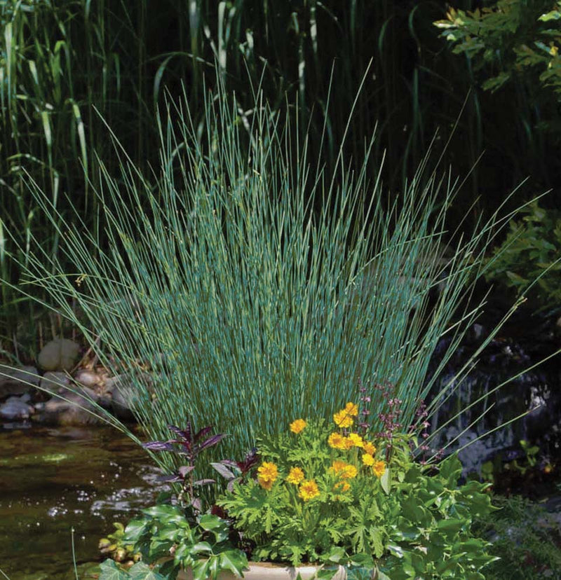 Blue Arrows Ornamental Grass Seeds | T&T Seeds