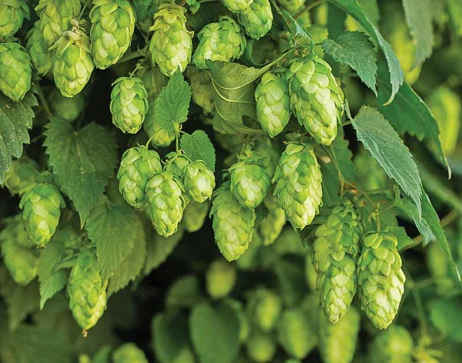 Nugget Hops Vine - Fast Growing 18ft | T&T Seeds